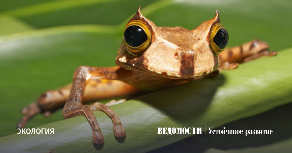 Почти половина всех видов амфибий находится под угрозой исчезновения ...